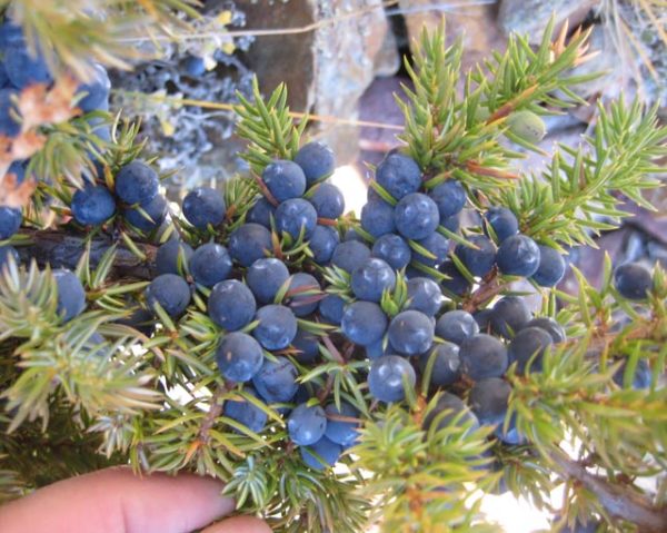 No foraging like snow foraging | Wild Food Girl