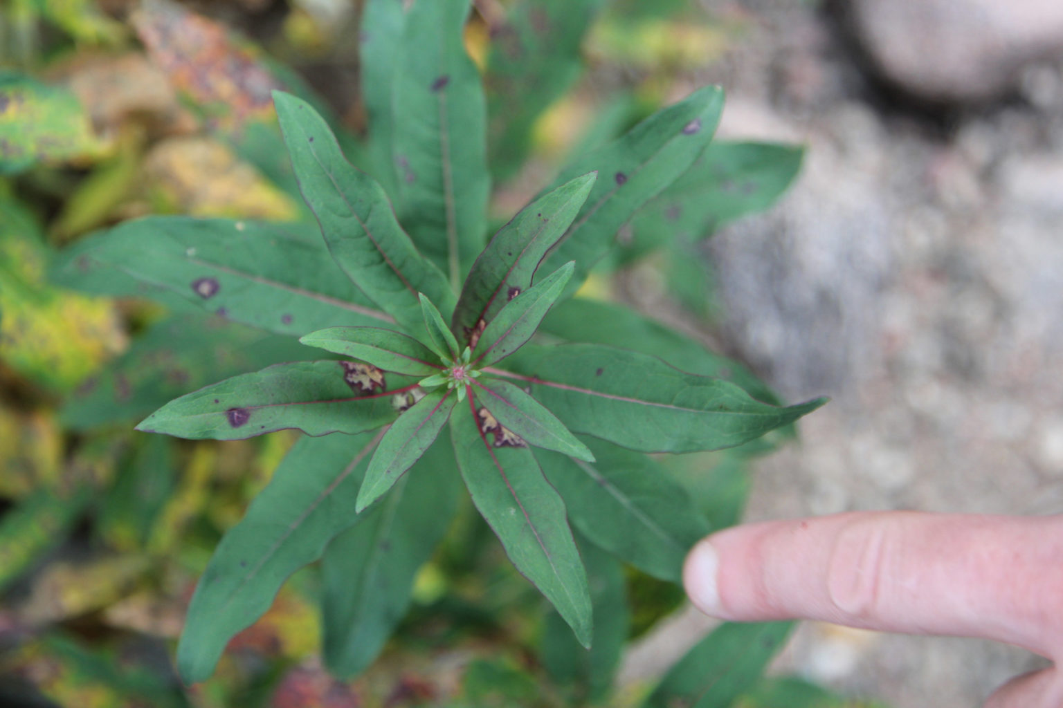 Fall plant tour: Frisco, CO | Wild Food Girl