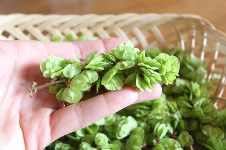 10 Edible Wild Plants to Forage in Spring | Wild Food Girl