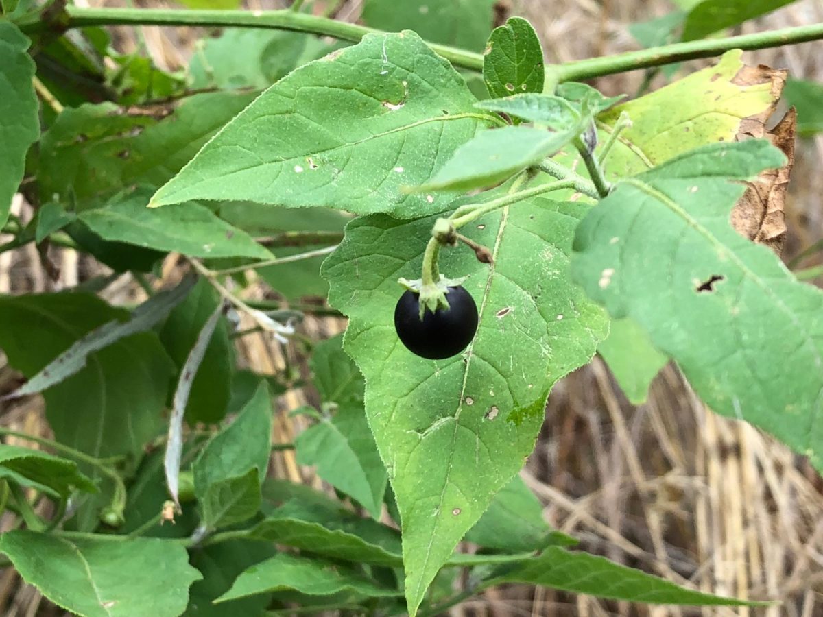 black-nightshade-CO-leaves - Wild Food Girl