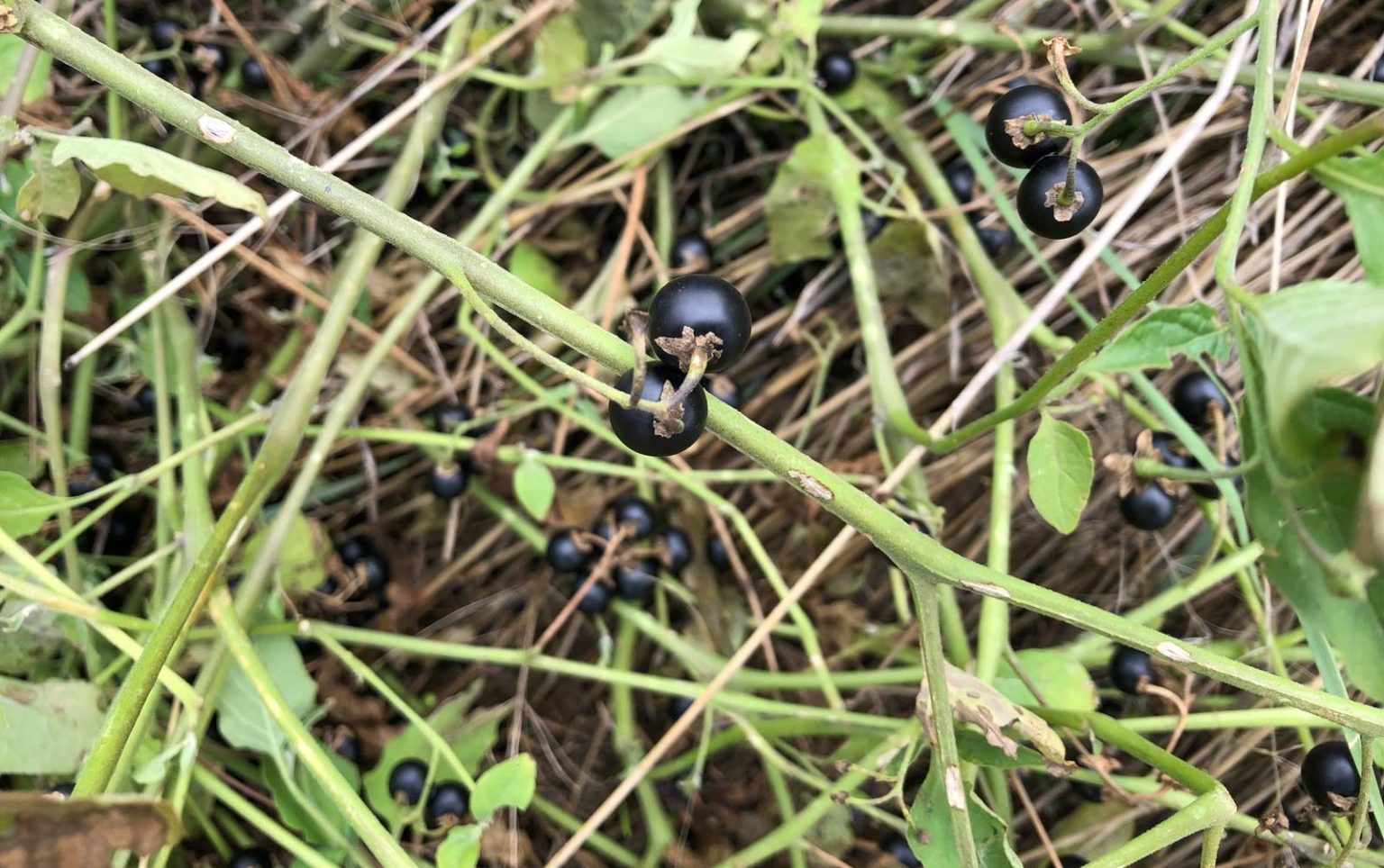 The delicious 'wild wonderberry' | Wild Food Girl