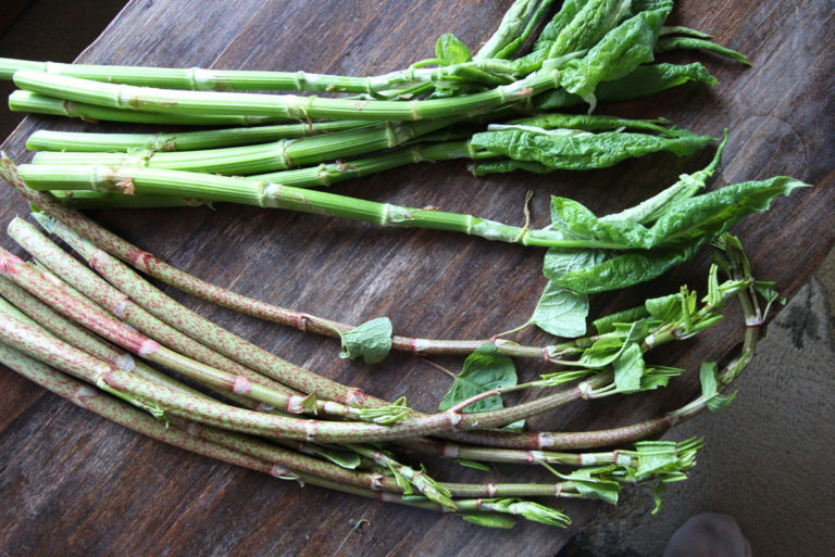Japanese knotweed season | Wild Food Girl
