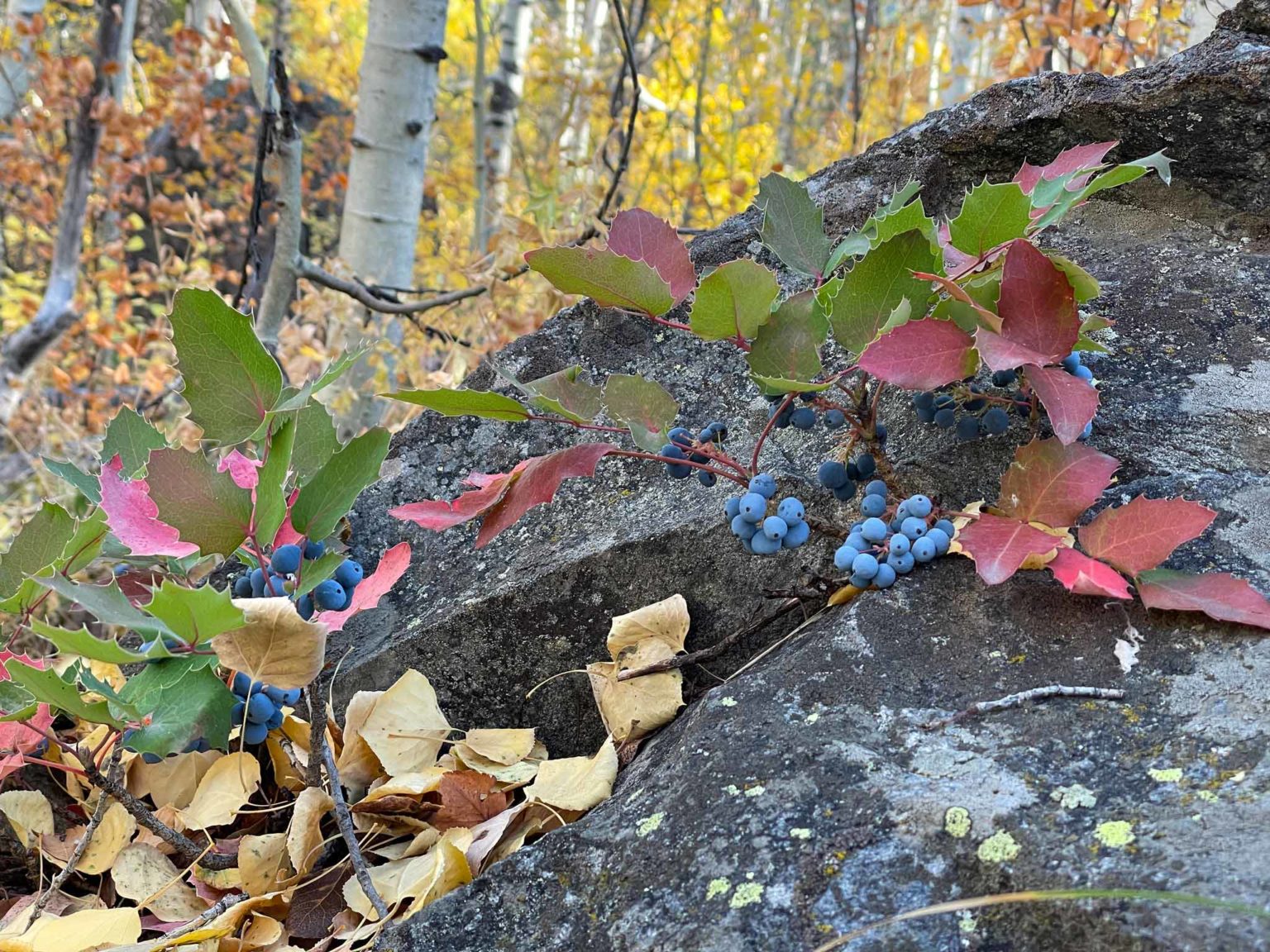Oregon grape delight | Wild Food Girl