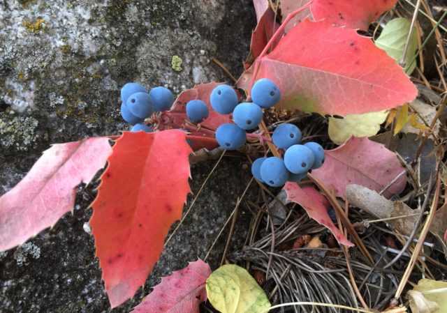 Oregon grape delight | Wild Food Girl