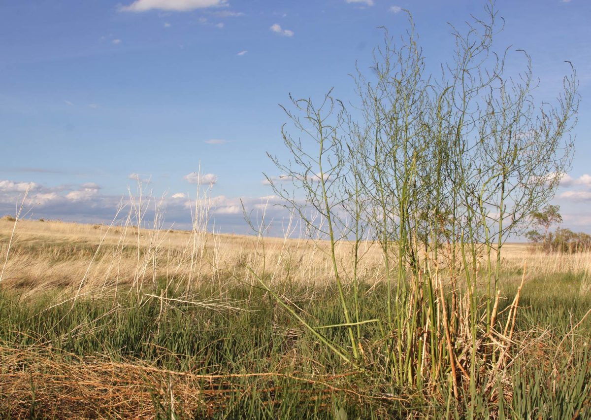 Asparagus Hunt & Prairie - Wild Food Girl