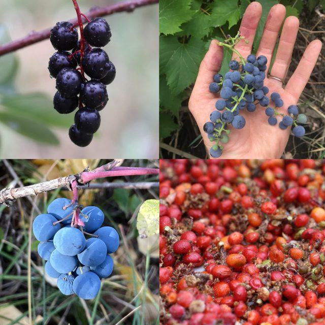 Huckleberry, billberry, whortleberry, grouseberry | Wild Food Girl