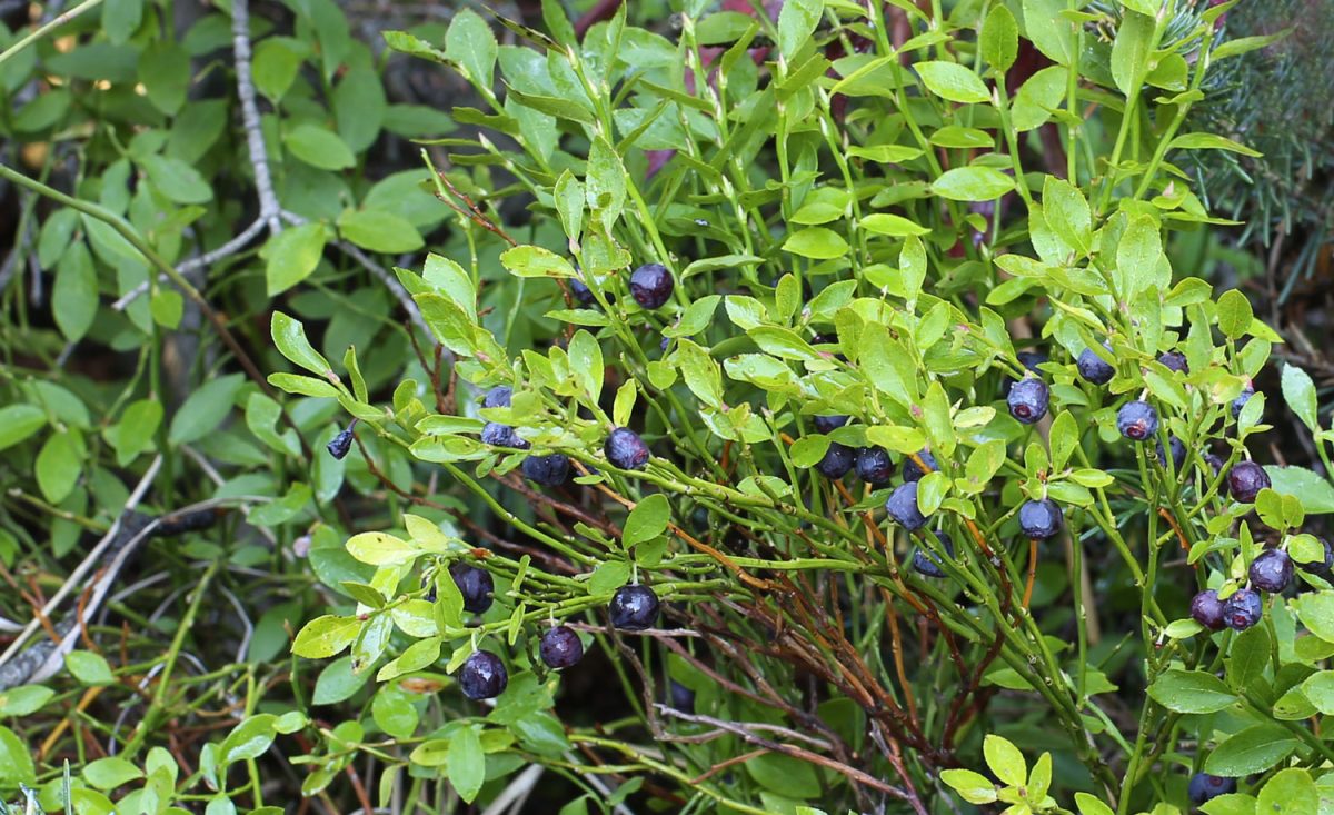 Huckleberry, billberry, whortleberry, grouseberry | Wild Food Girl