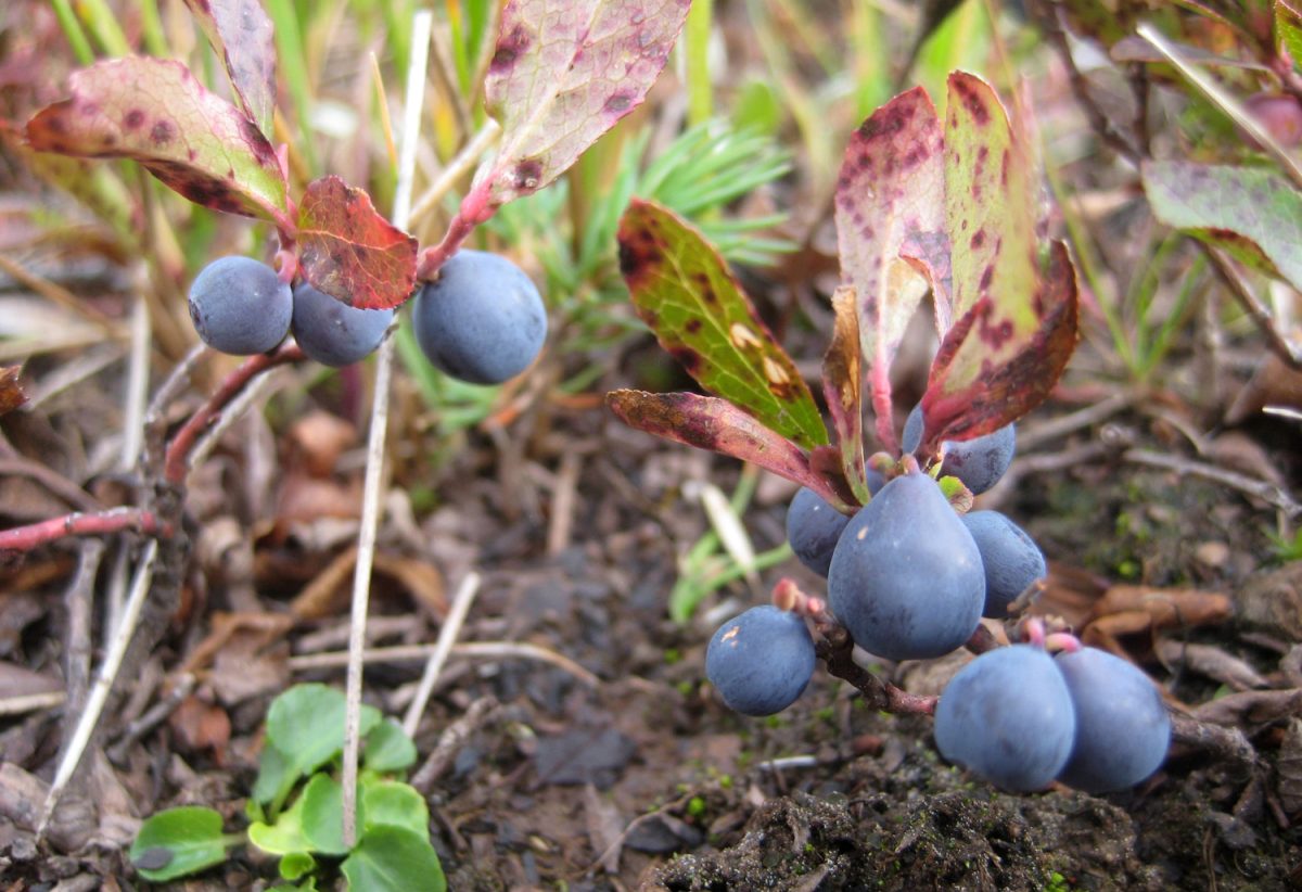 Huckleberry, billberry, whortleberry, grouseberry | Wild Food Girl