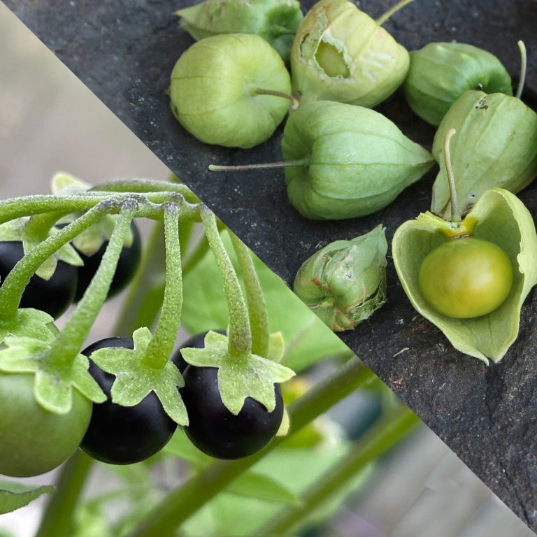 Groundcherries & Nightshades - Wild Food Girl
