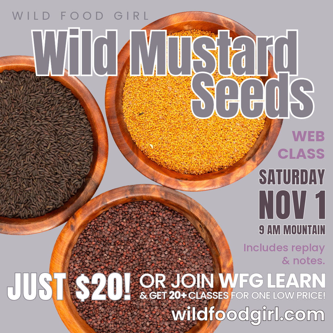Wild Mustard Seeds—Make Mustard & More! | Wild Food Girl