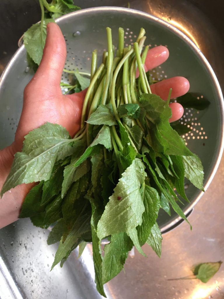 10 Edible Wild Plants To Forage In Spring Wild Food Girl