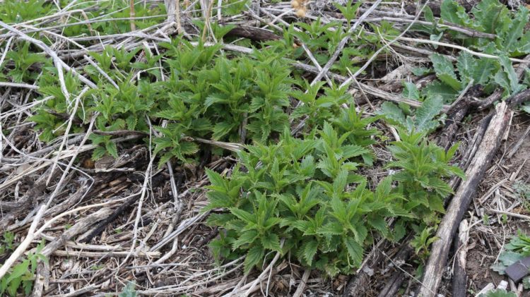 10 edible wild plants to forage in spring | Wild Food Girl